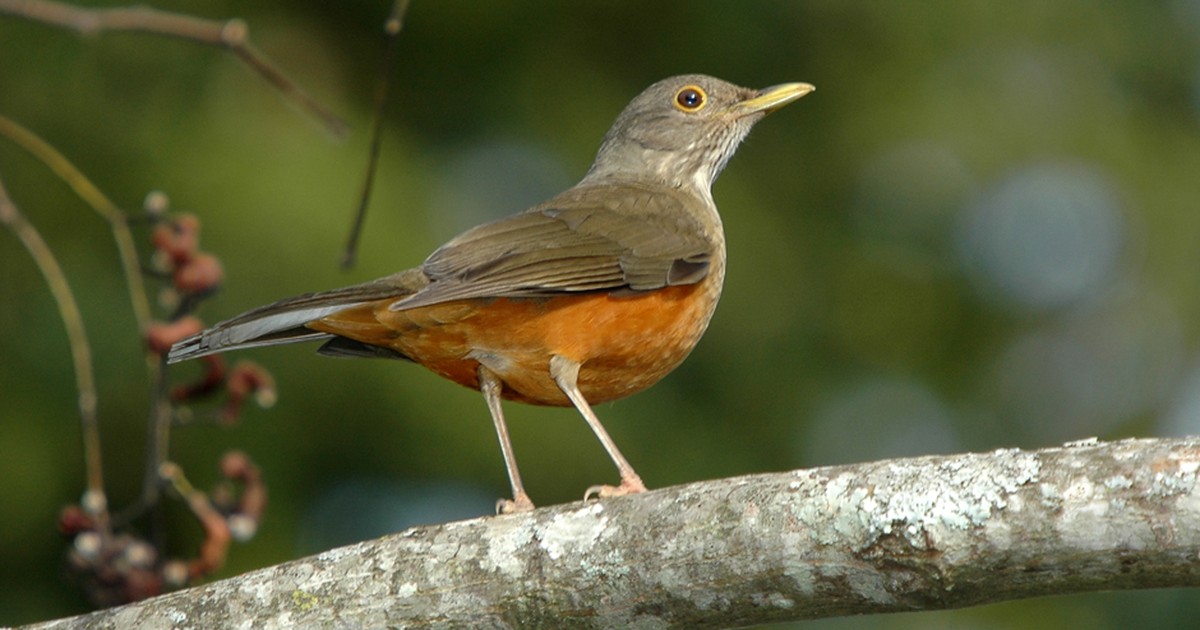 G1 - Sabiá é companheiro do brasileiro do campo e das grandes cidades ...