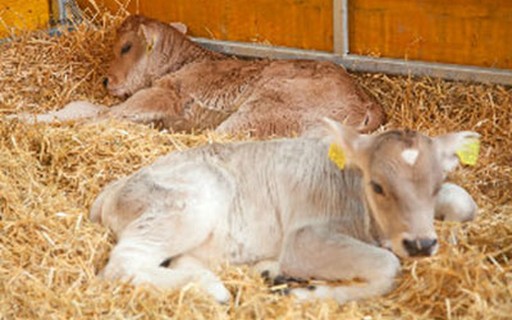 Umbigo de bezerro inflamado - Revista Globo Rural | GR Responde