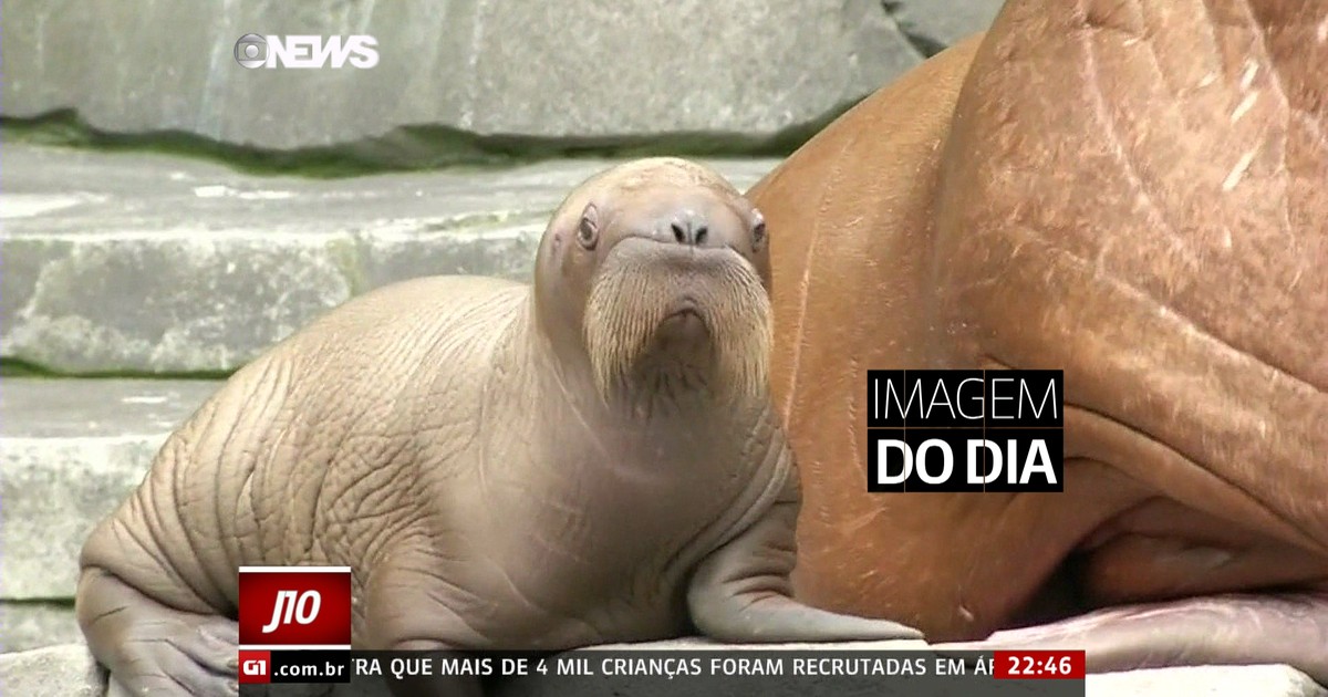 Globo News - Primeiro filhote de morsa em cem anos é apresentado em zoo ...