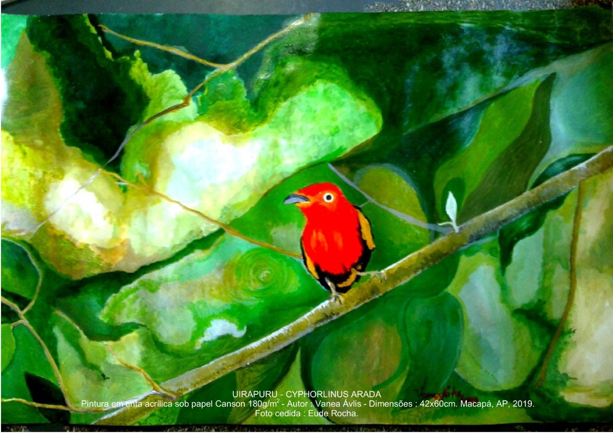 Beleza de pássaros da Amazônia amapaense é retratada em exposição ...