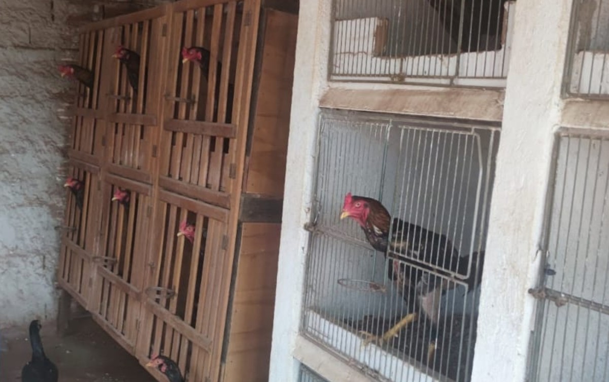 PM prende dois homens e resgata quase 100 aves em rinha de galo em ...