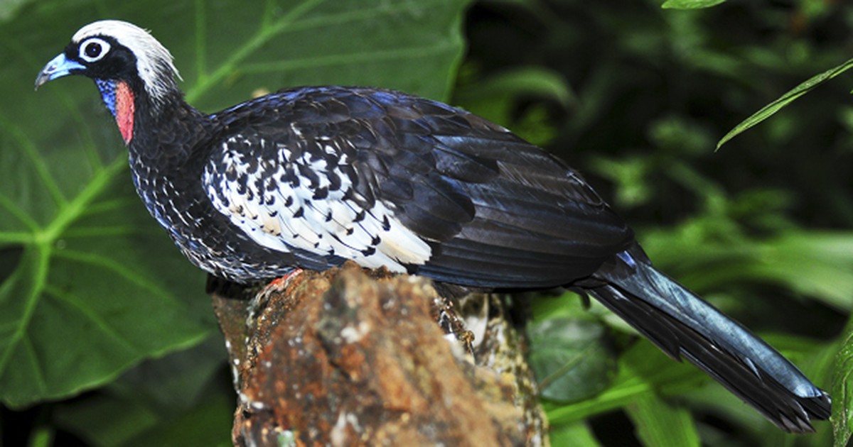 G1 - Jacutinga - notícias em Fauna