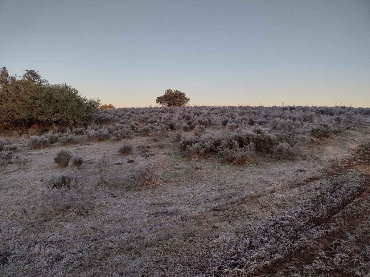 Após calor de 30ºC, temperaturas caem e provocam geada no RS | Rio ...