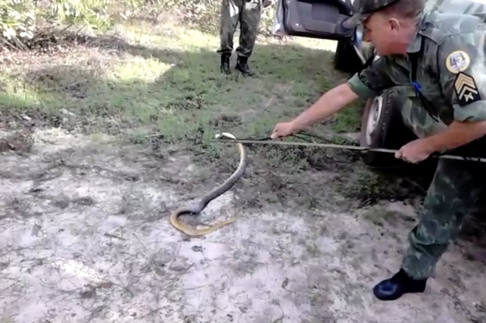 Cobra 'papa-pinto' com mais de um metro é capturada em calçada de hotel ...