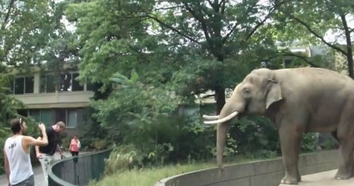 G1 - Elefante do zoo de Berlim é filmado jogando fezes em visitante ...