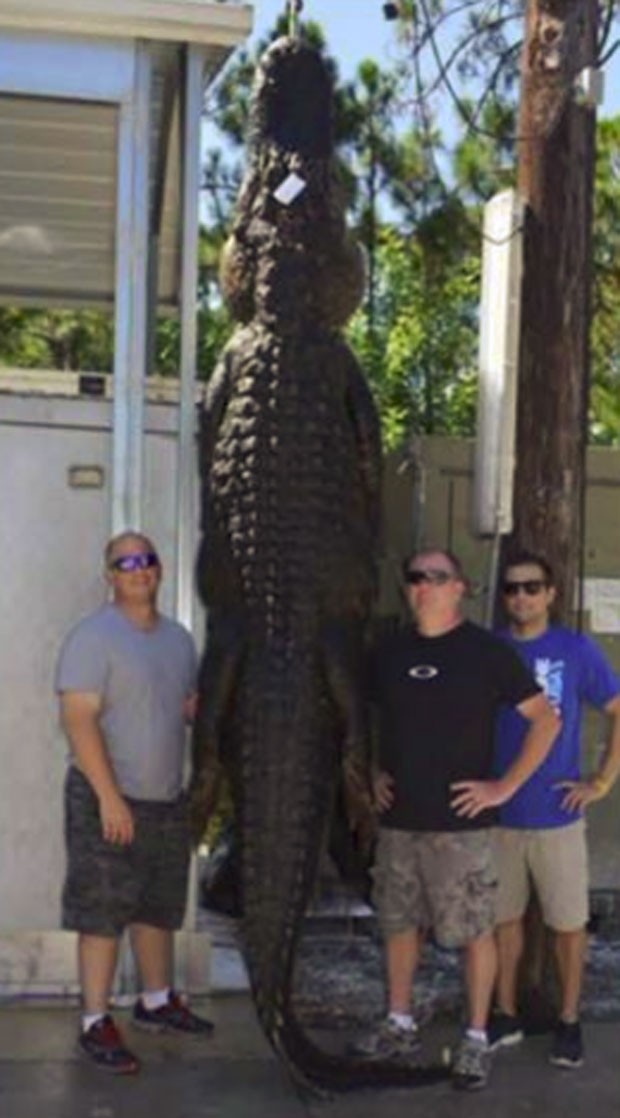 G1 - Policial pode bater recorde após capturar jacaré de mais de 330 kg ...