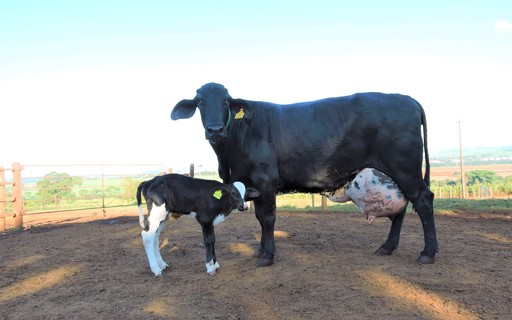 Referência mundial, vaca brasileira pare nono bezerro de 35 quilos ...