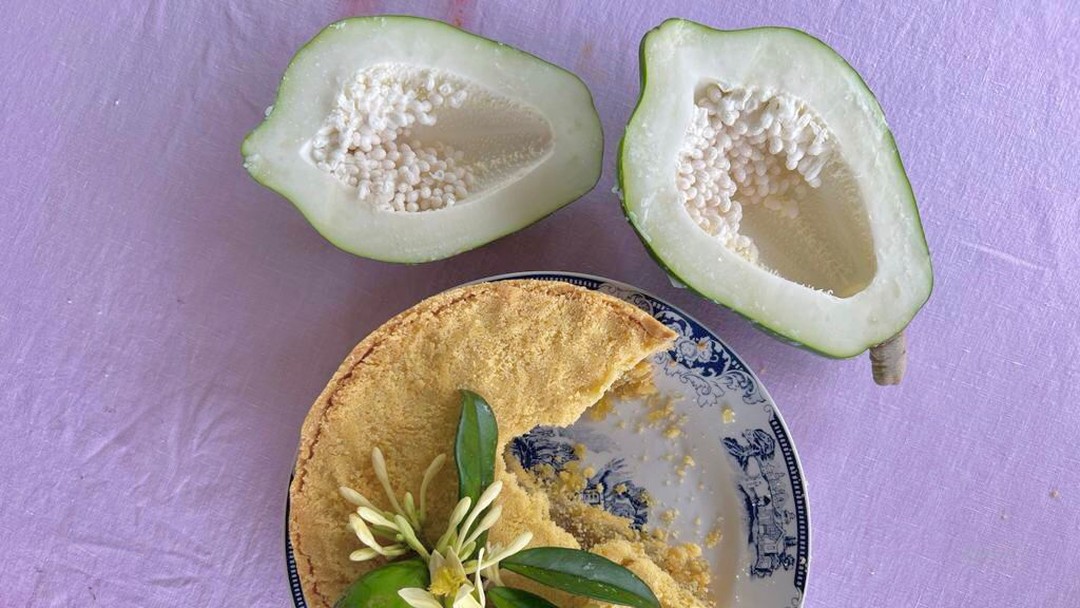 PLUG: Acompanhe o Programa da RPC | Receitas