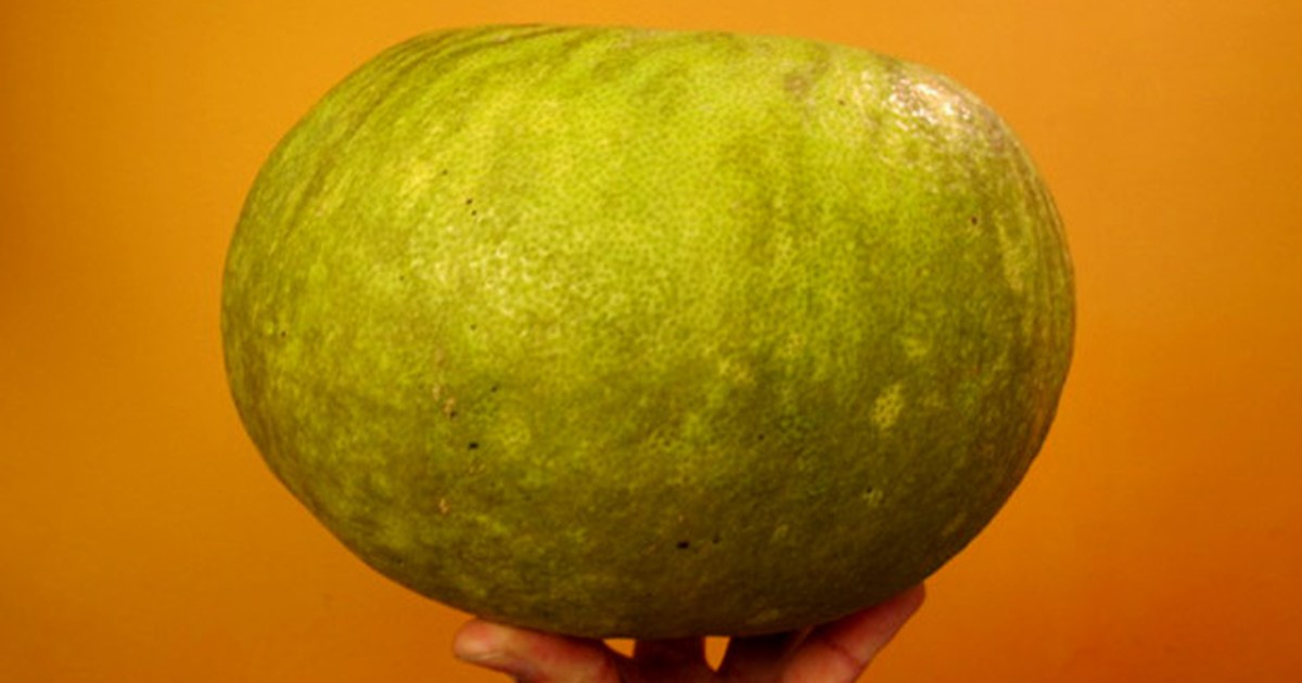 G1 - Produtor colhe 'laranja' gigante depois de dez anos em Alagoas ...