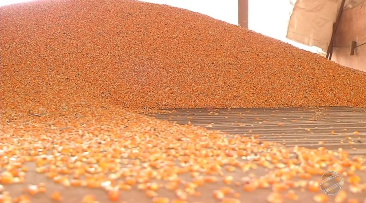MT exporta aproximadamente 14 milhões de toneladas de milho para outros ...
