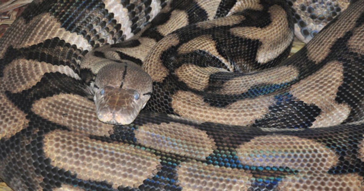 Natureza - Cobra píton dá à luz seis filhotes sem nenhum contato com macho