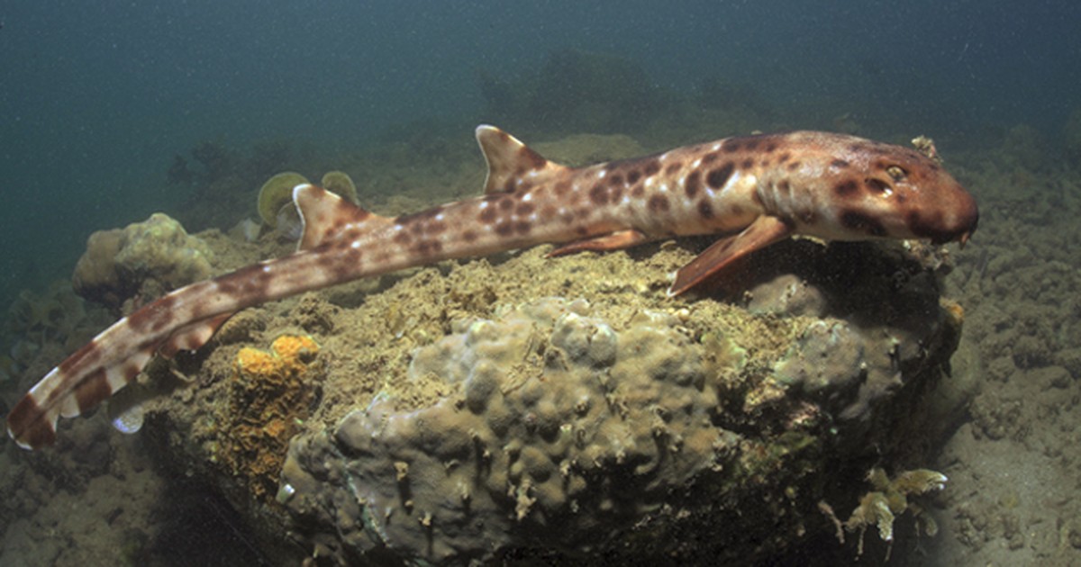 Natureza - Espécie de tubarão que 'anda' no fundo do mar é descoberta ...