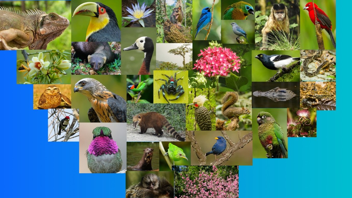 Biodiversidade: quando o Brasil vence de 7 a 1 | Terra da Gente | G1