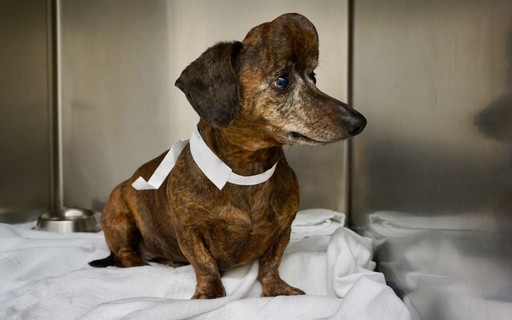 Cachorro com tumor cerebral ganha uma nova chance com crânio 3D ...