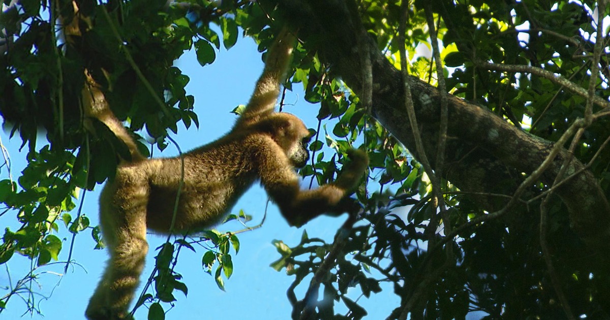 G1 - Maior primata das Américas encontra refúgio em mata próxima a ...