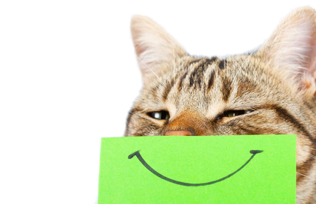 10 sinais de que o seu gato é feliz e dicas para deixá-lo assim ...
