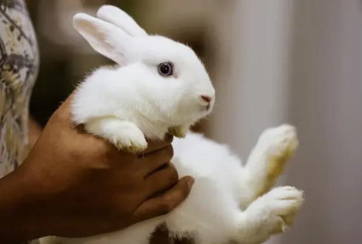 Coelho sabe nadar? Especialistas tiram a dúvida! | Comportamento | Vida ...