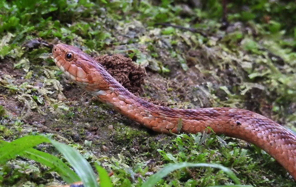 Cobra-espada tem habilidade em achatar o corpo no solo | Fauna | G1