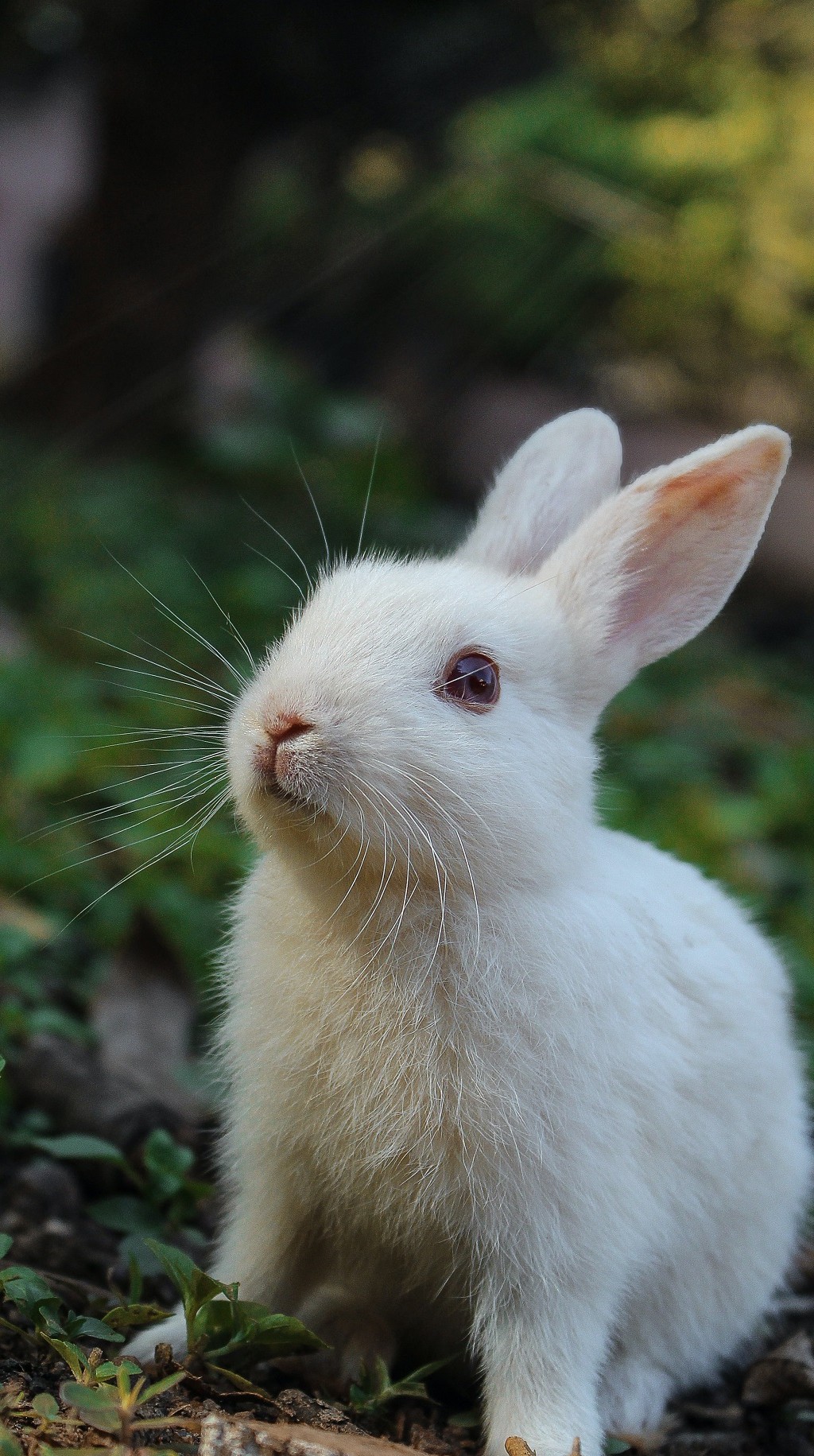 Por que o coelho é o símbolo da Páscoa? | Webstories | Vida de Bicho