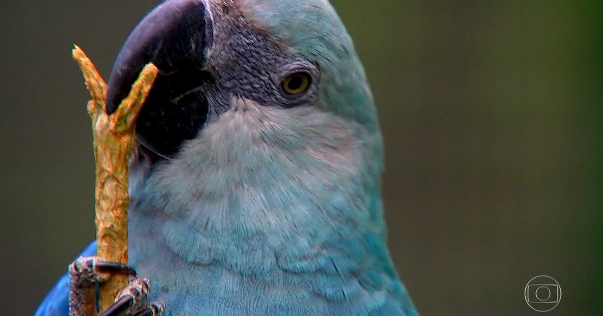 Jornal Nacional - Ararinha azul ganha refúgio e proteção no interior da ...