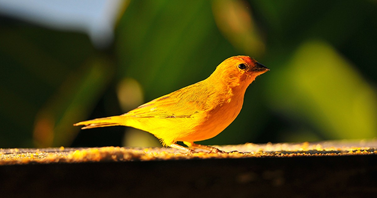 G1 - Canário-da-terra-verdadeiro chama atenção pela beleza e o canto ...