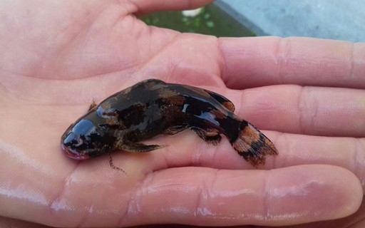 Como criar patinga - Revista Globo Rural | Como criar