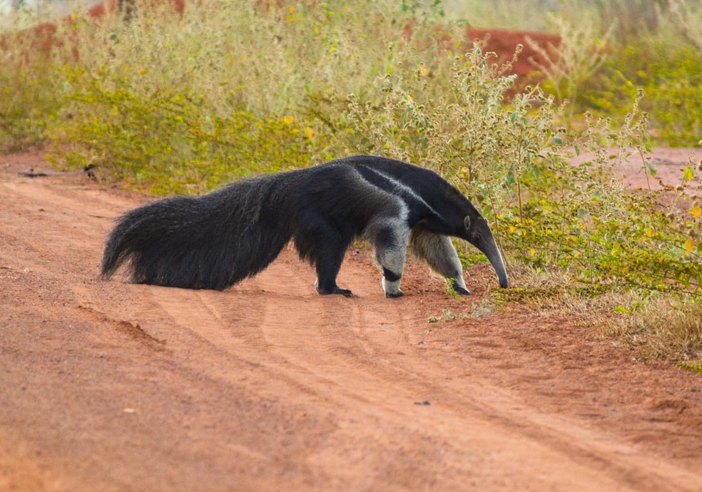 Armadilhas fotográficas registram a fauna do Cerrado mineiro | Terra da ...