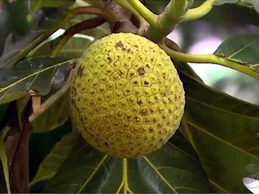O lendário fruto de uma ilha que provocou motim histórico | Natureza | G1