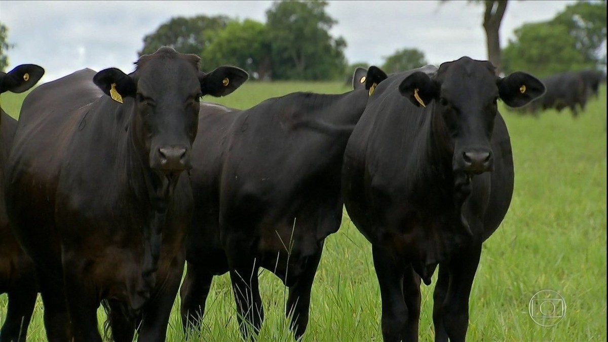 Procura pela raça Angus leva otimismo ao setor de inseminação ...