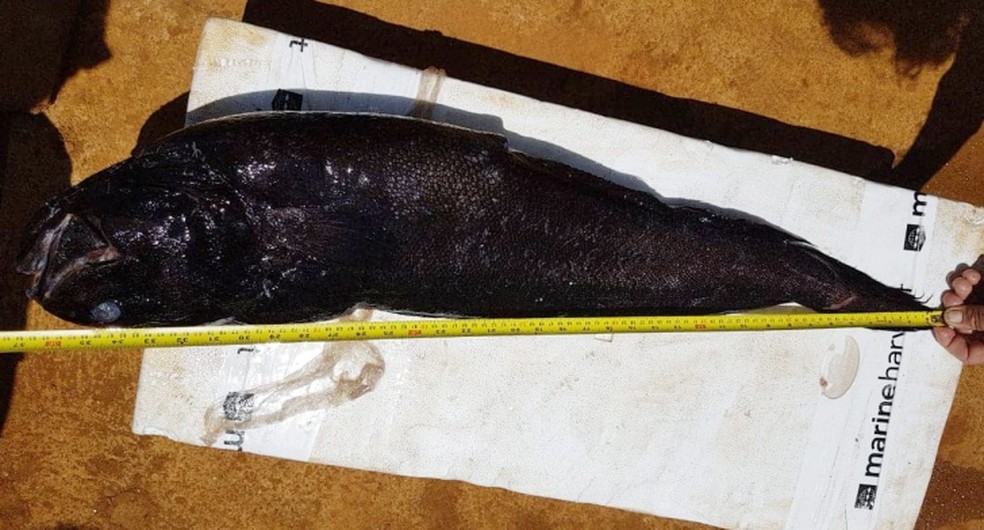 Peixe raro capturado em Fernando de Noronha pode ser uma nova espécie ...