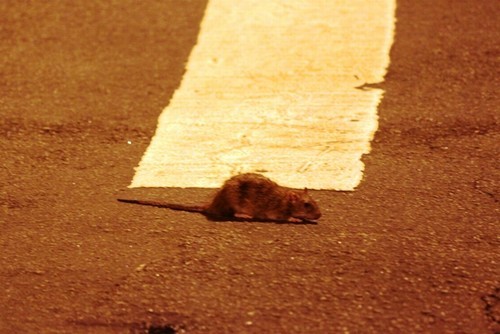 O rato roeu a rua no fim de 2012 | Ancelmo - O Globo