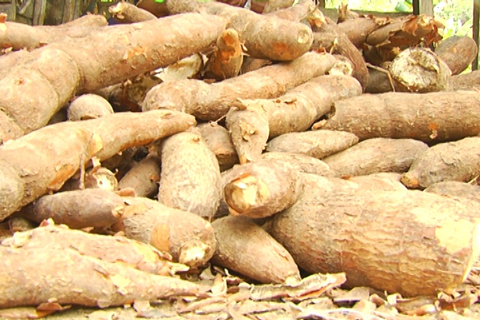 Festival da Macaxeira espera 5 mil pessoas na comunidade Tipizal, em ...