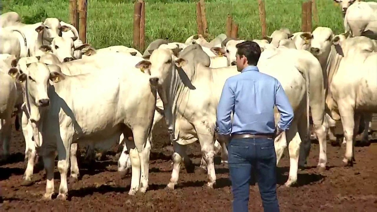 Veja os destaques do Globo Rural deste domingo (01/12/2019) | Globo ...