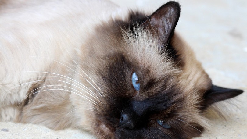 Herpes felina: causas, sintomas e prevenção | Saúde | Vida de Bicho