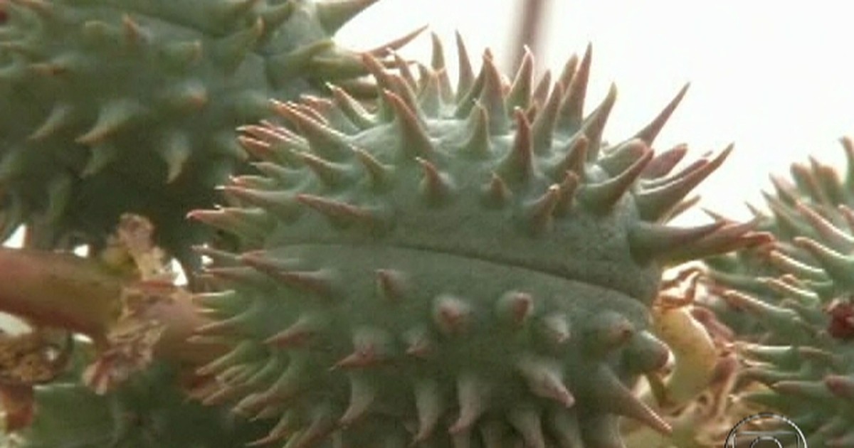 Agronegócios - Agricultores retomam o plantio de mamona em propriedades ...