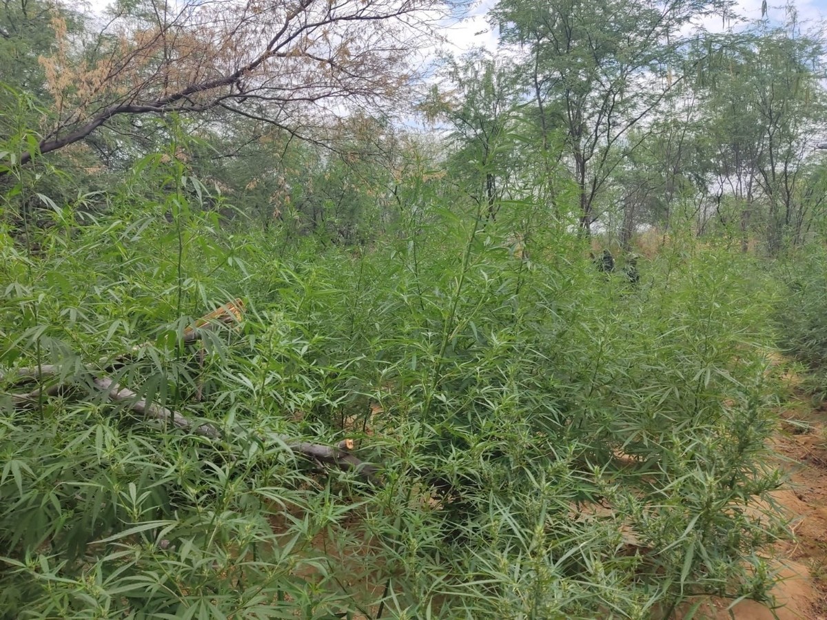 Quase 60 mil pés de maconha são destruídos em operação policial no ...
