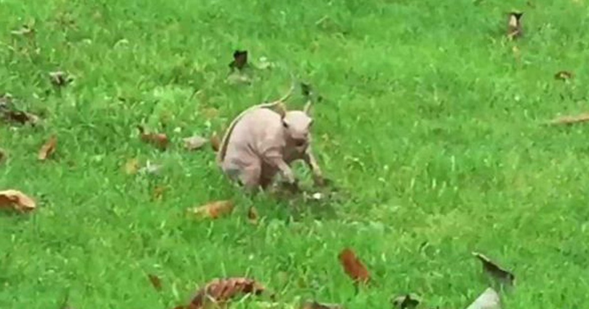 Natureza - Ambientalistas capturam raro esquilo pelado para evitar que ...