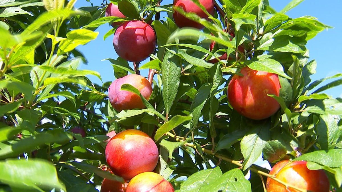 Produtor espera colher 20% a mais de ameixa em sítio de São Miguel ...