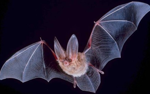 Modelo aponta morcegos como mais prováveis hospedeiros do Sars-CoV-2 ...