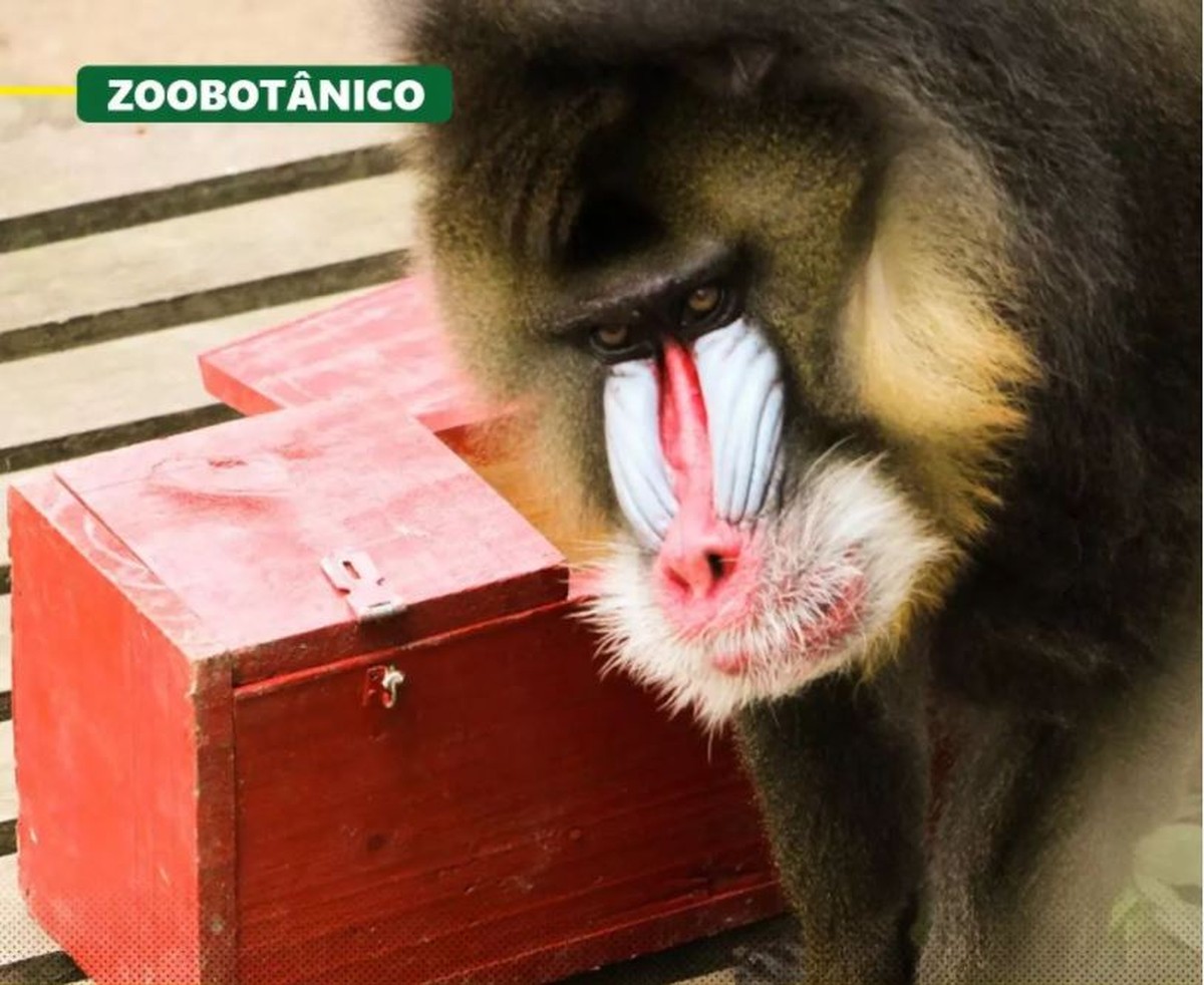 Mandril morre após viver mais de 20 anos em zoológico de SC | Santa ...