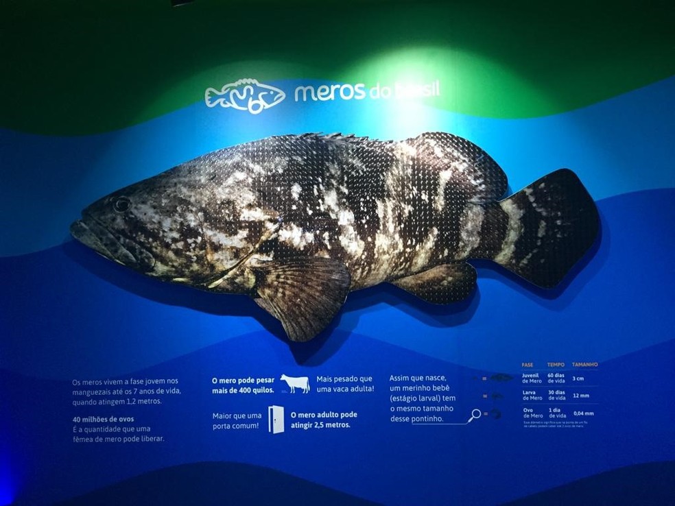 Estande no AquaRio educa sobre o risco de extinção dos meros | O que ...