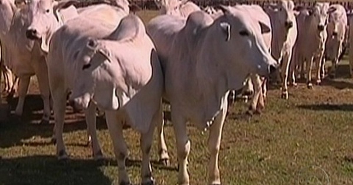 Agronegócios - Pesquisadores da Unesp fazem mapeamento genético do boi zebu