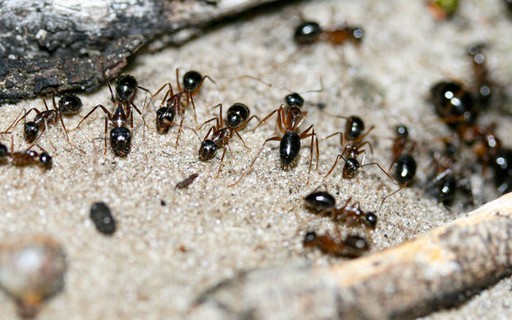 Formigas bebem xixi para sobreviver em ilha da Austrália: entenda ...