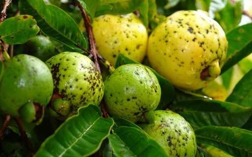 Os cuidados com a goiabeira - Revista Globo Rural | GR Responde