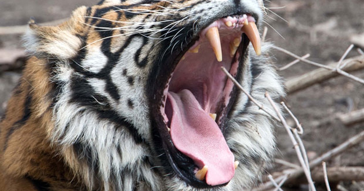 G1 - Fotógrafos registram animais bocejando pelo mundo - notícias em ...