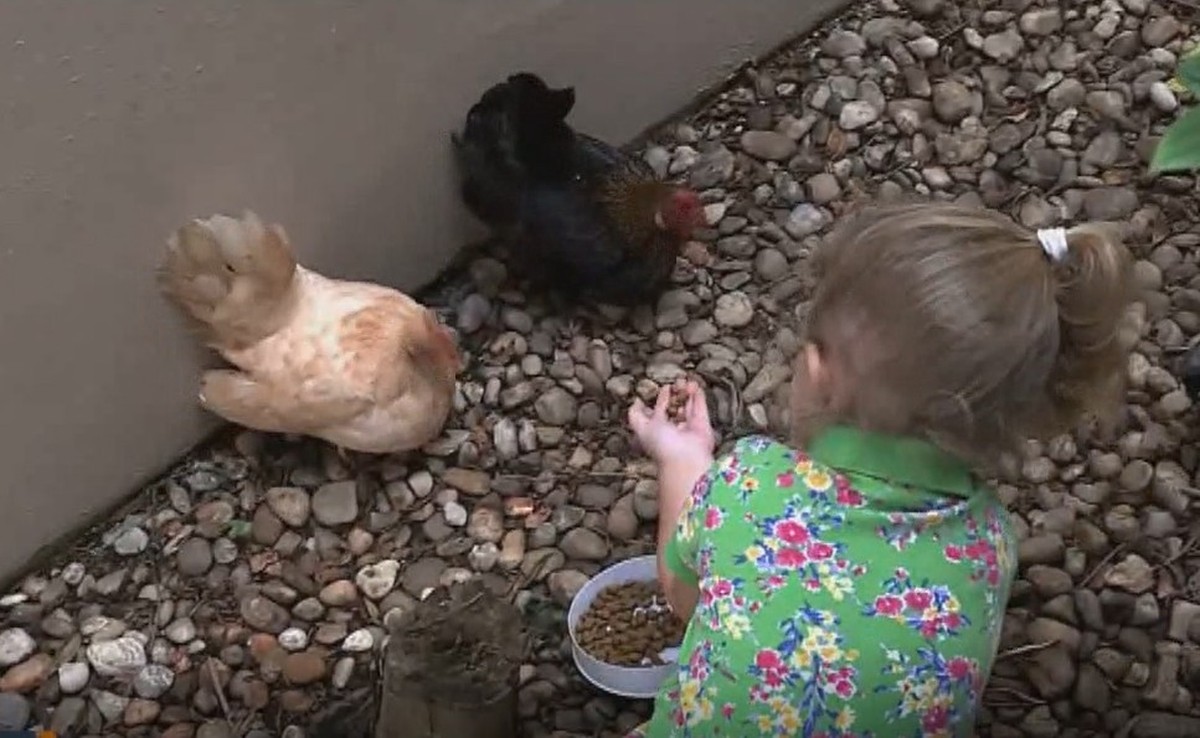 Conheça Branquinha E Pretinha As Galinhas De Estimação De Uma Menina