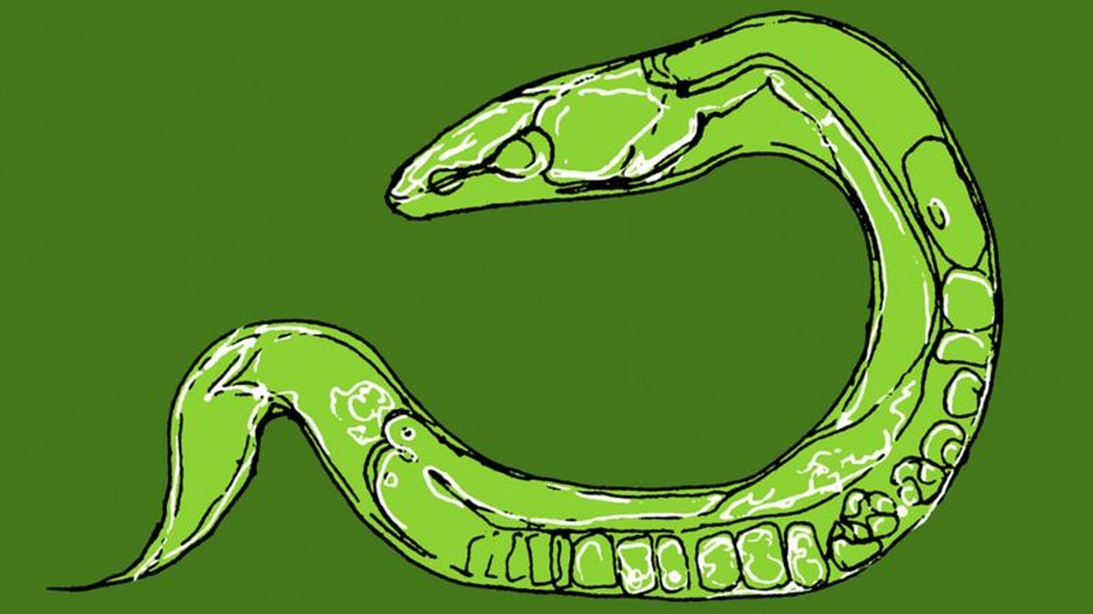 O verme que ajudou a explicar o desenvolvimento do corpo humano ...