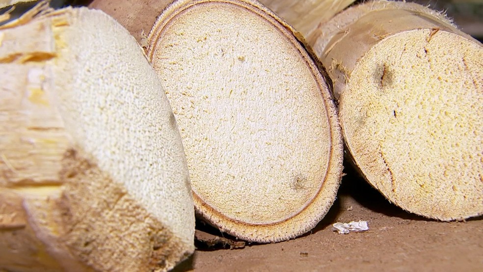 Produtores aproveitam resíduos da pupunha após colheita do palmito ...