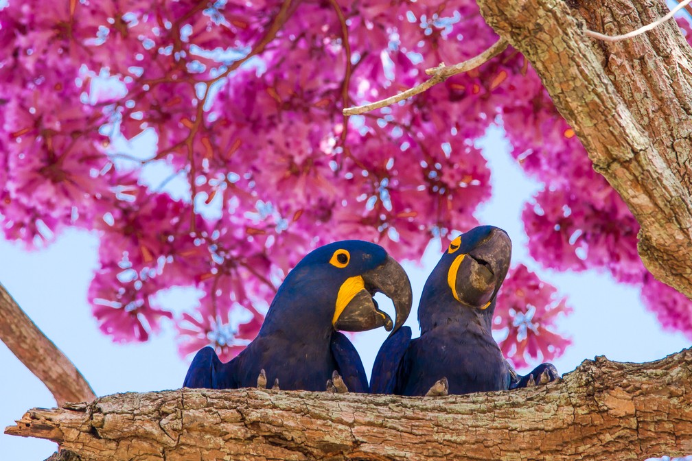 Florada de ipês-rosas é registrada por fotógrafo no Pantanal ...