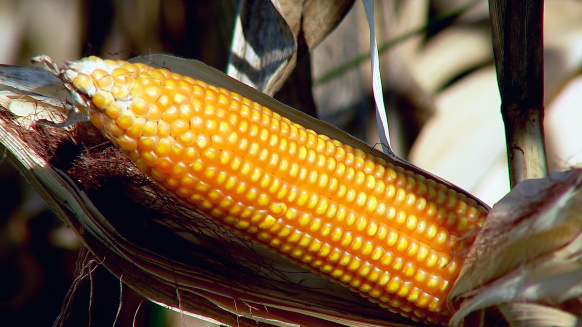 Safra de milho agrada produtores do noroeste paulista | Nosso Campo | G1